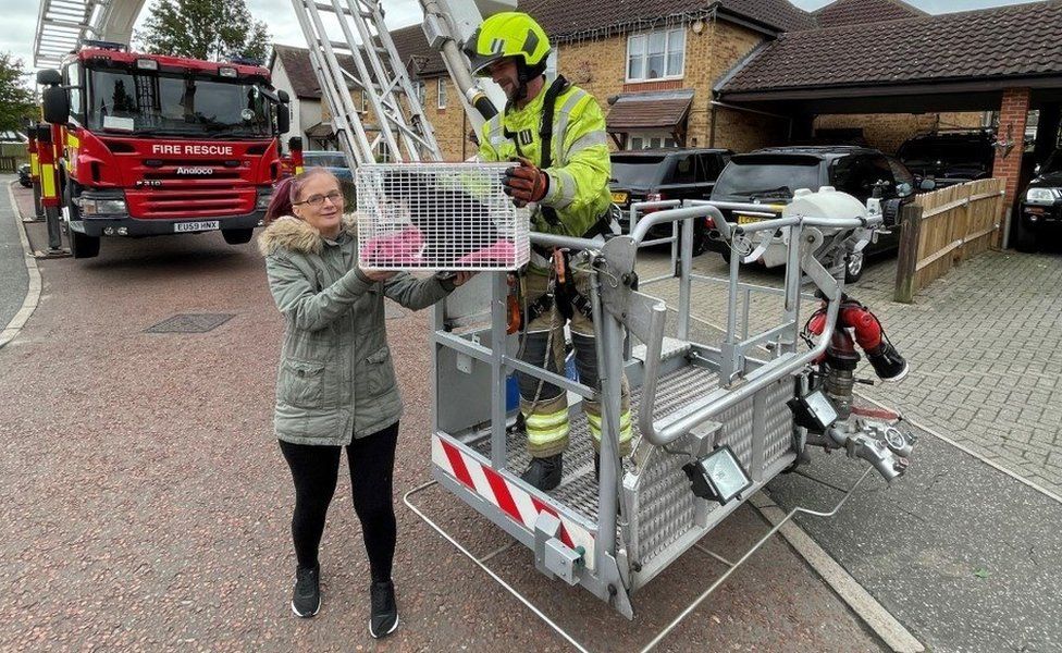 Colchester fire crews rescue cat stuck on top of a roof - BBC News