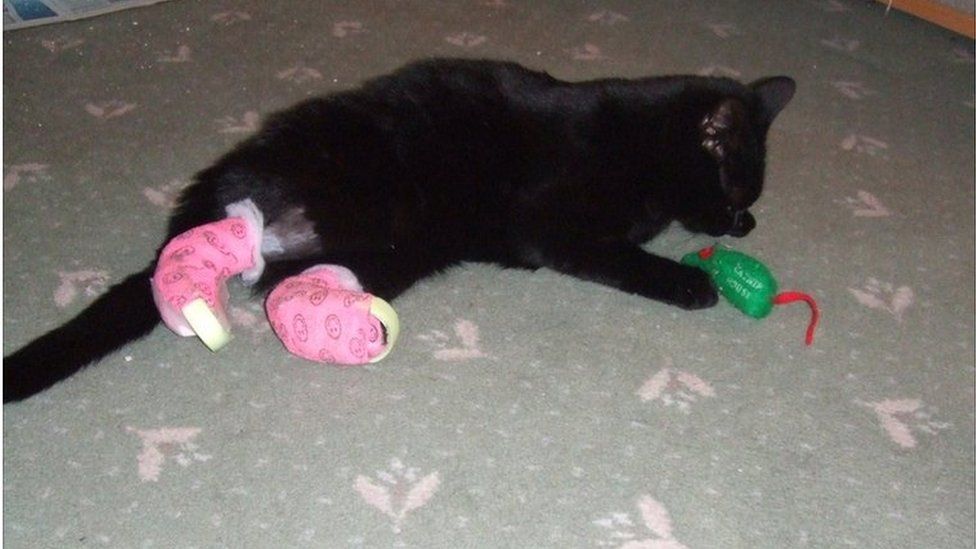 Bionic bodies: The animals with artificial additions - BBC News