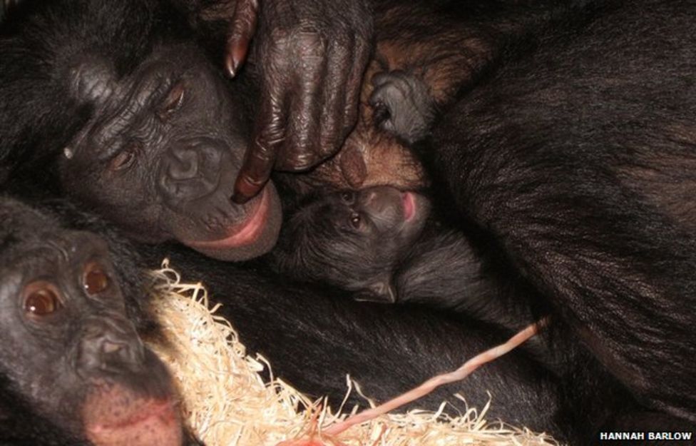 Bonobo ape born at Twycross Zoo - BBC News