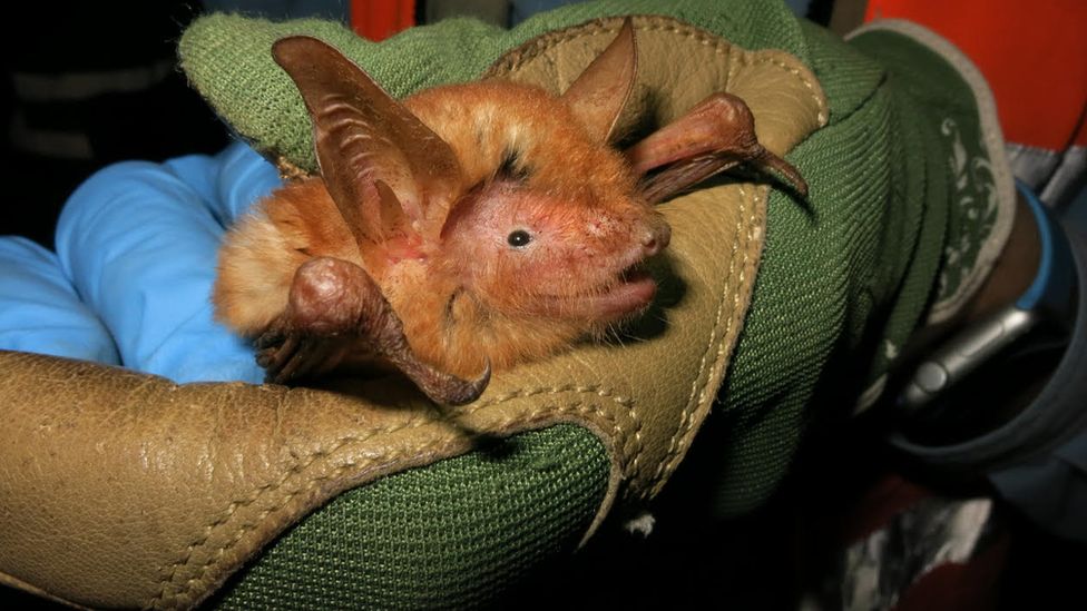 Bats: Some bats buzz like hornets to avoid predatory owls - BBC Newsround