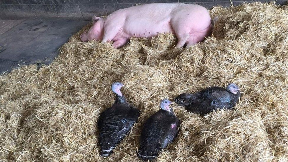 Chepstow's singing turkey: Tina, the warbling wonder - BBC News