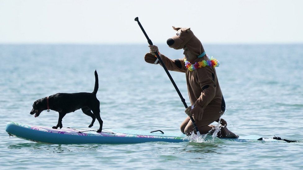 Dog Surfing Championships take place at Poole's Branksome Dene Chine ...