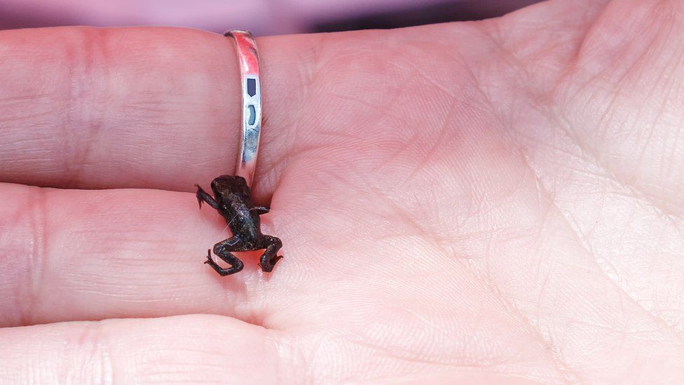 Meet the tiny baby Pygmy Marmosets and other tiny animals - BBC Newsround