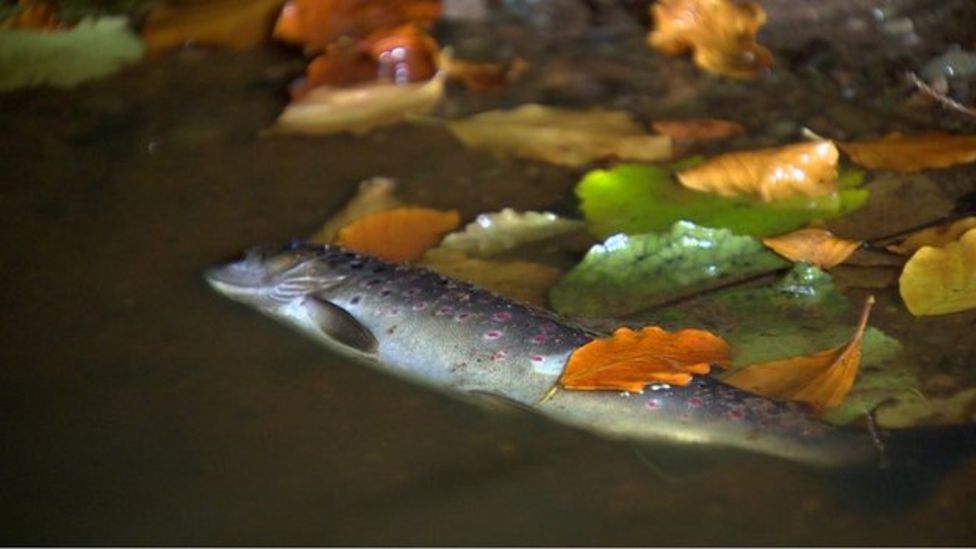 Probe into fish transport as Woodburn trout die - BBC News