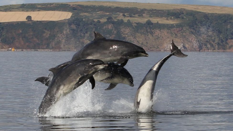 Lone Scottish dolphin Yoda spotted off Denmark - BBC News