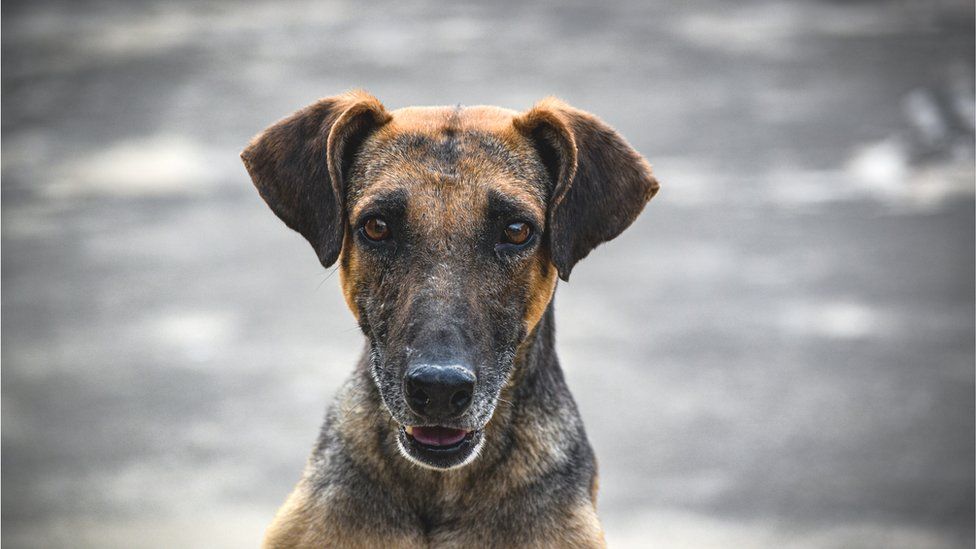 Russian dog-lovers fight to save strays from cull in Siberia's Ulan-Ude ...