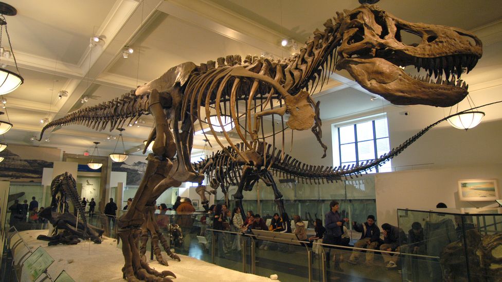 Dinosaur Auction: Complete T.rex skeleton for sale - BBC Newsround