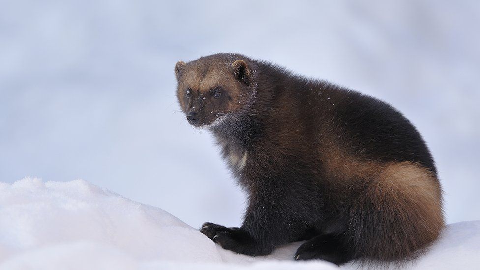 Wolverines return to American national park after more than 100 years ...