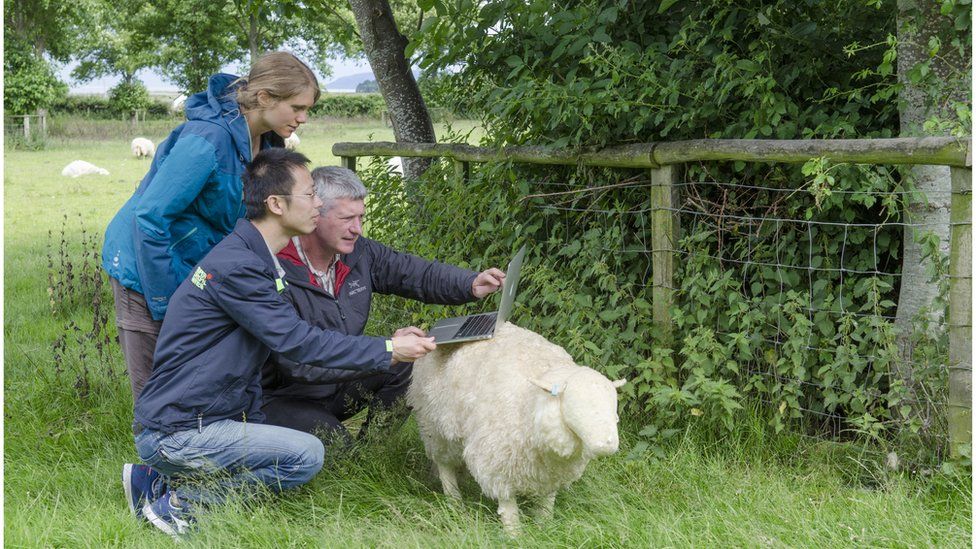 Bangor Uni uses electric sheep in flock welfare study - BBC News