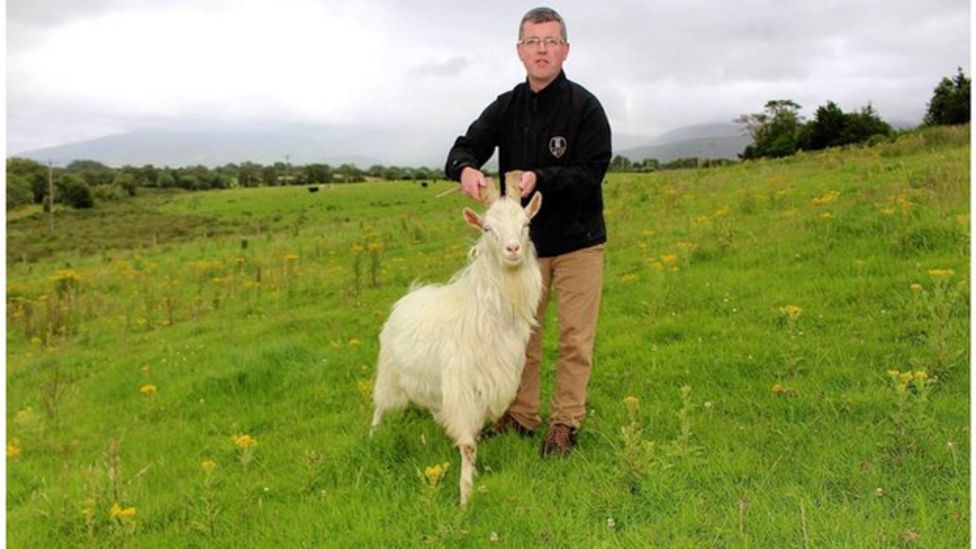 Puck Fair festival asked to leave goat out of it - BBC News