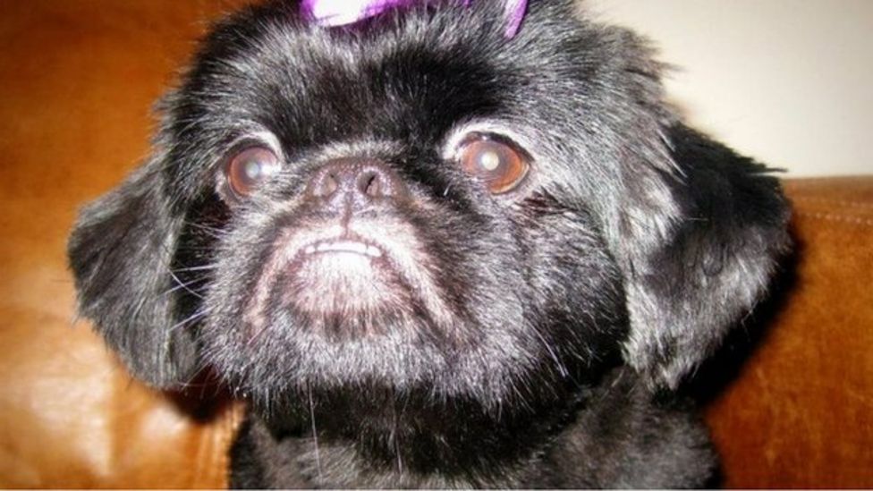 Owners of 'flat-faced' dogs discuss highs and lows of owning one - BBC News