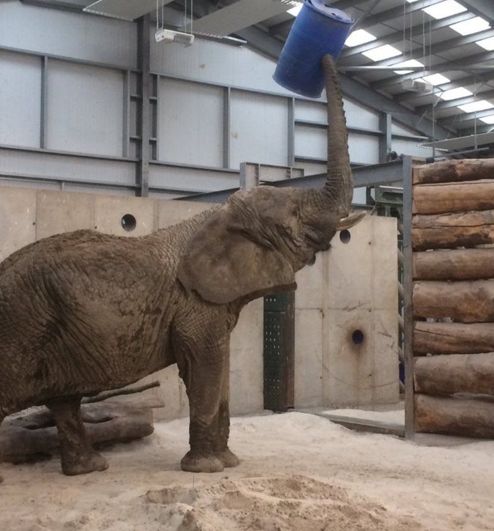 Search on to find friend for Scotland's only elephant - BBC News