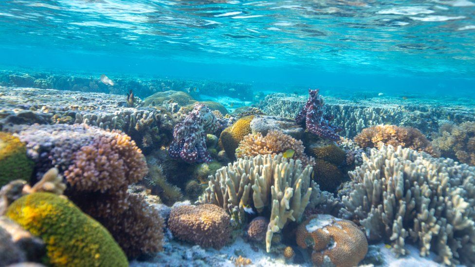 Climate change threatens half of planet's coral reefs - BBC Newsround