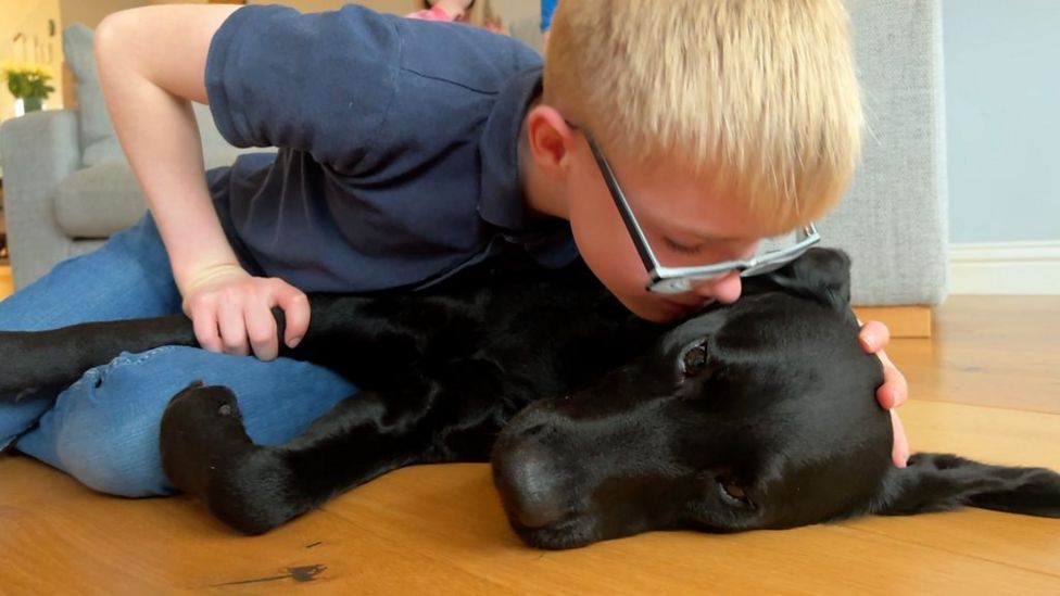 Guide dog work lifts former Warwick teacher's mental health - BBC News