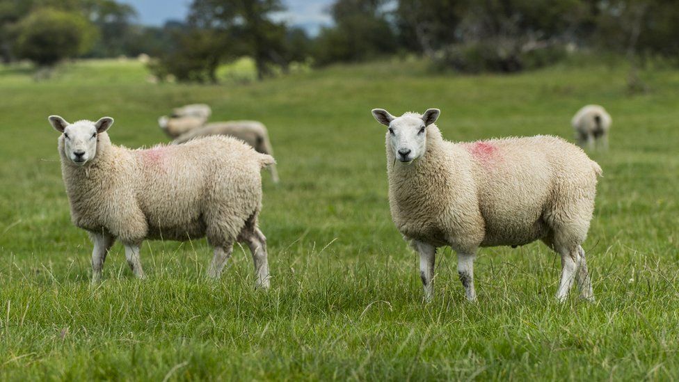 Sheep run over in field in Bidford-on-Avon - BBC News
