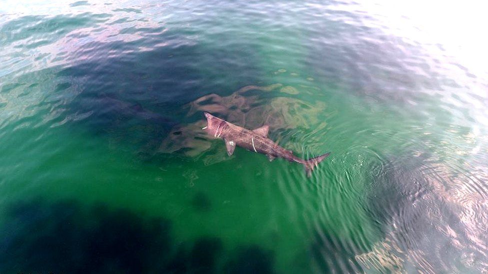 Basking shark school filmed by drone at Caliso Bay off County Waterford ...