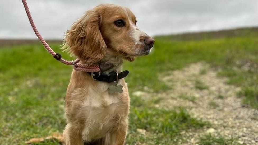 Alabama rot: Dog owner warns of disease after pet dies - BBC News