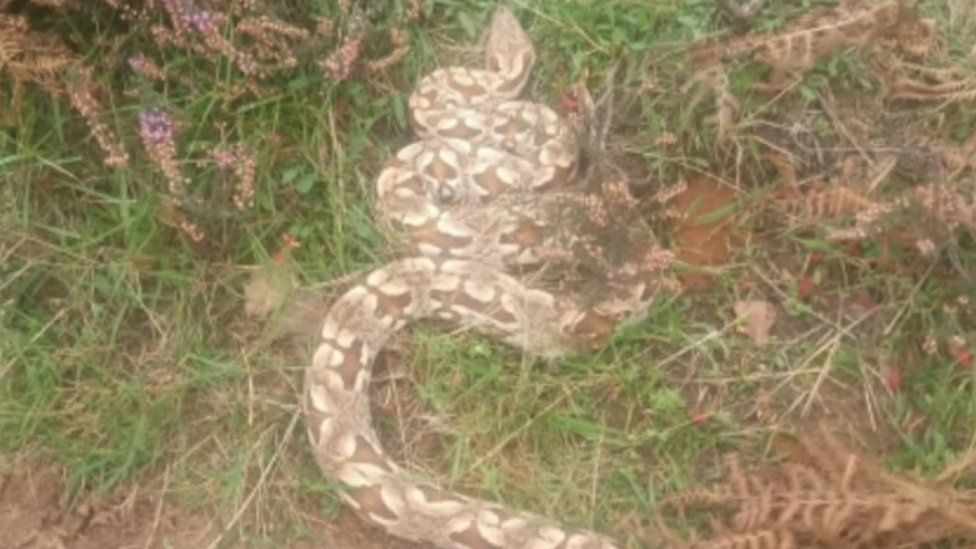 Adder bites woman at Whixall Moss in Shropshire - BBC News