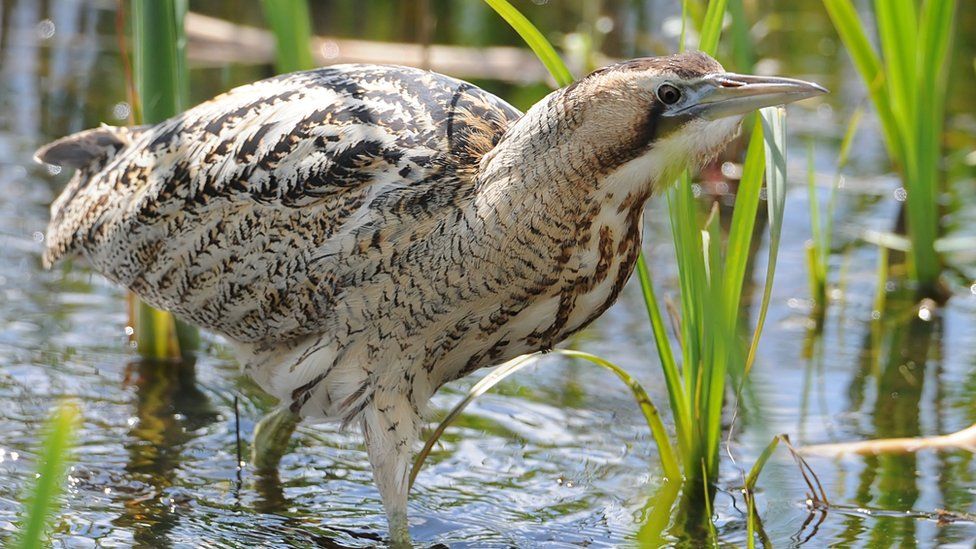Rare bittern spotted at Llandrindod Wells Lake in Powys - BBC News