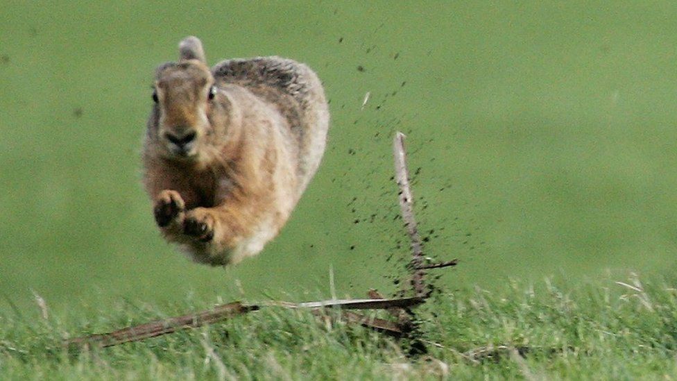 Police probe suspected hare coursing near Fearn - BBC News