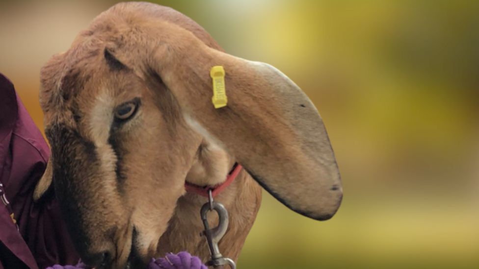 Pablo the goat sings along at Worcester Cathedral service - BBC Newsround