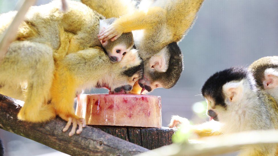 Heatwave: How zoo animals have been keeping cool - BBC Newsround