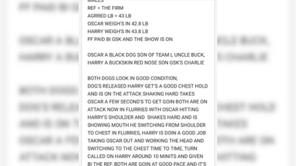 Dog fighting group helped run bouts across Europe - BBC News