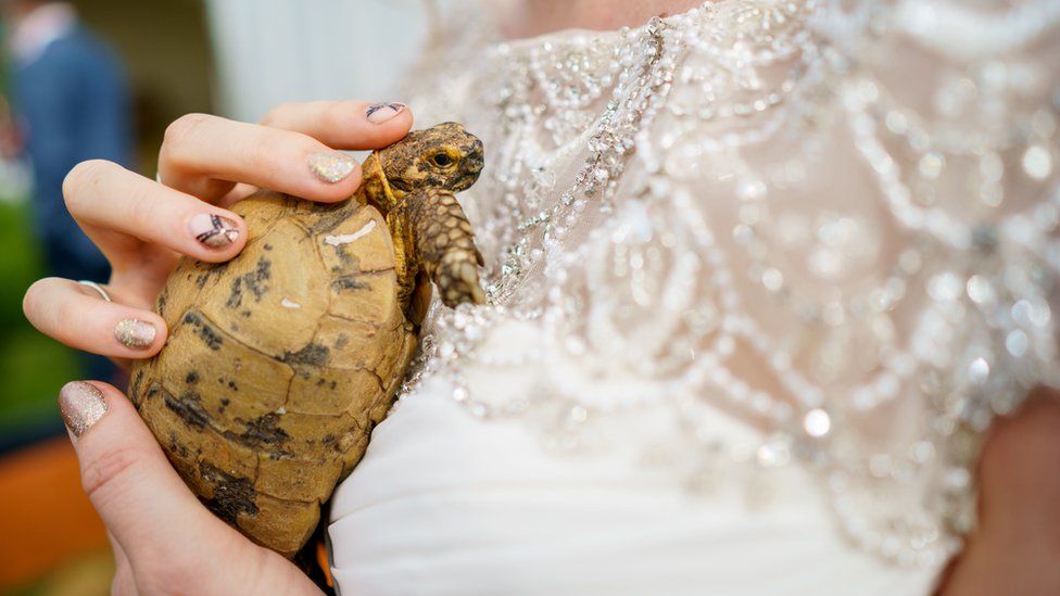 Tortoise, 102, is guest of honour at wedding - BBC News