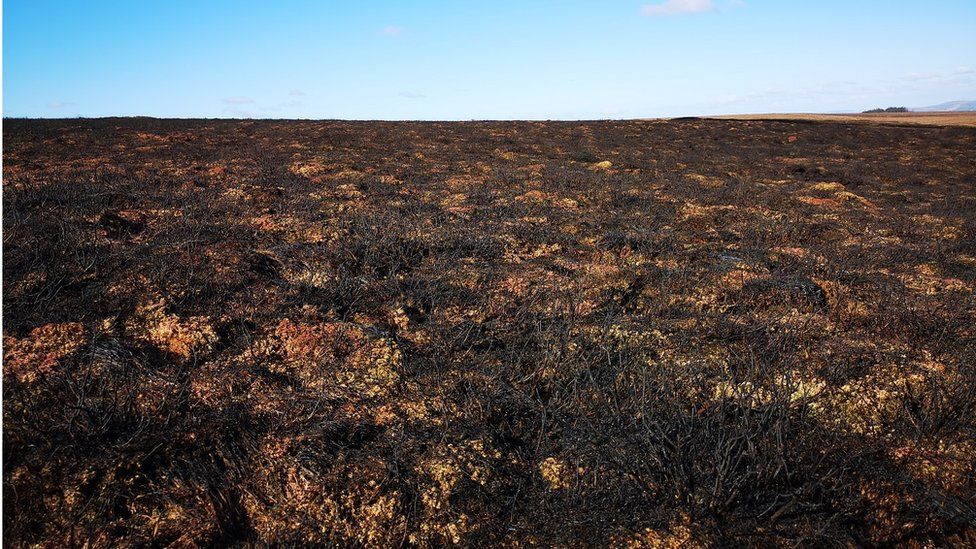 Slieve Beagh: Concern for hen-harrier habitat after wildfires - BBC News