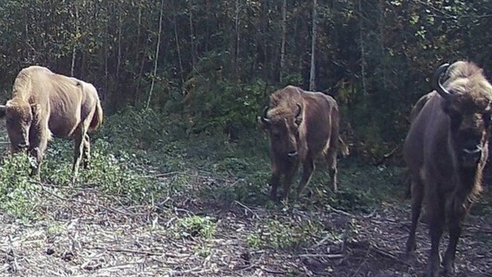 European bison herd joined by bull at Wilder Blean Woods - BBC News