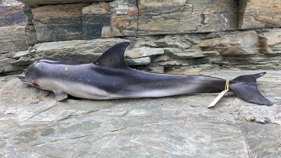 Dead dolphin found in Cornwall 'caught in fishing gear' - BBC News