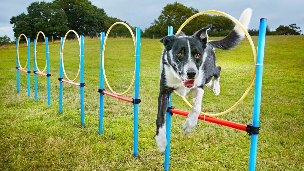 The slam dunking bunny and other record-breaking animals - BBC News