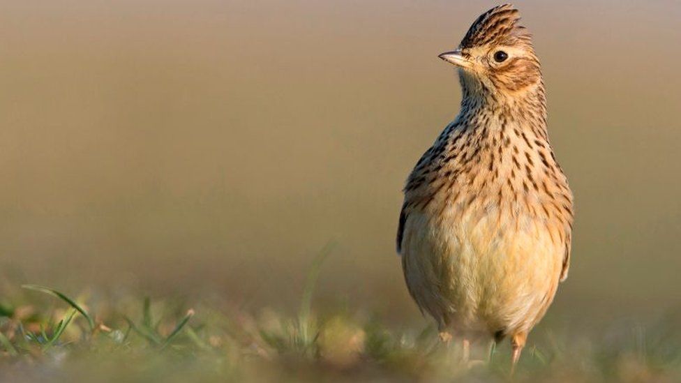 Wanstead Flats walkers urged to respect ground-nesting birds - BBC News