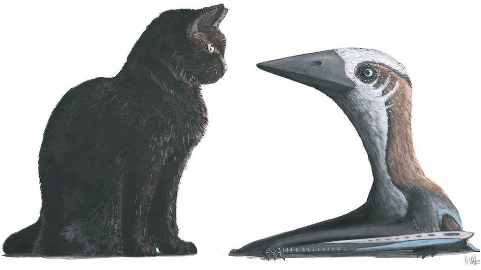 Evidence of rare cat-sized flying dinosaur discovered - BBC Newsround