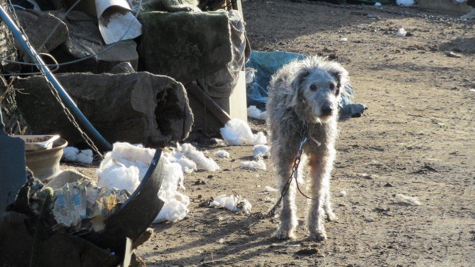 Cornwall RSPCA sees rise in rescue dogs due to pandemic - BBC News