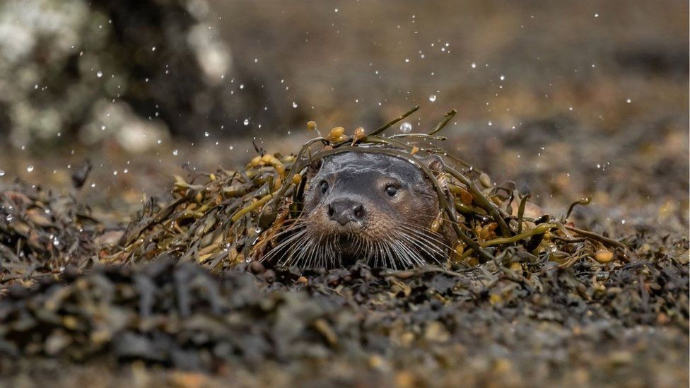 British Wildlife Photography Awards 2023: Check out the amazing young ...