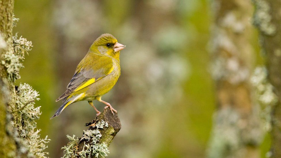 Chwarter rhywogaethau adar Cymru 'mewn trafferthion difrifol' - BBC ...