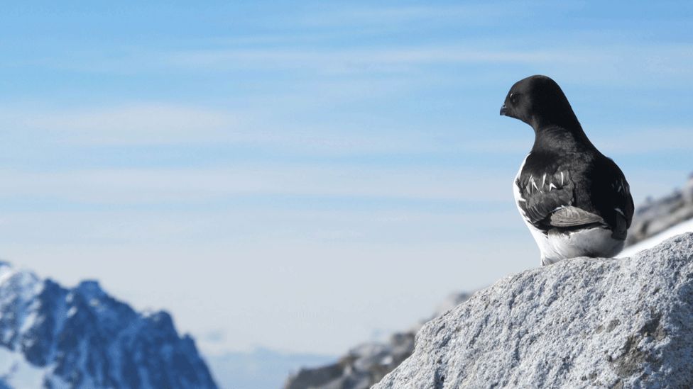 Wind-blown little auk numbers unprecedented, says RSPB Scotland - BBC News