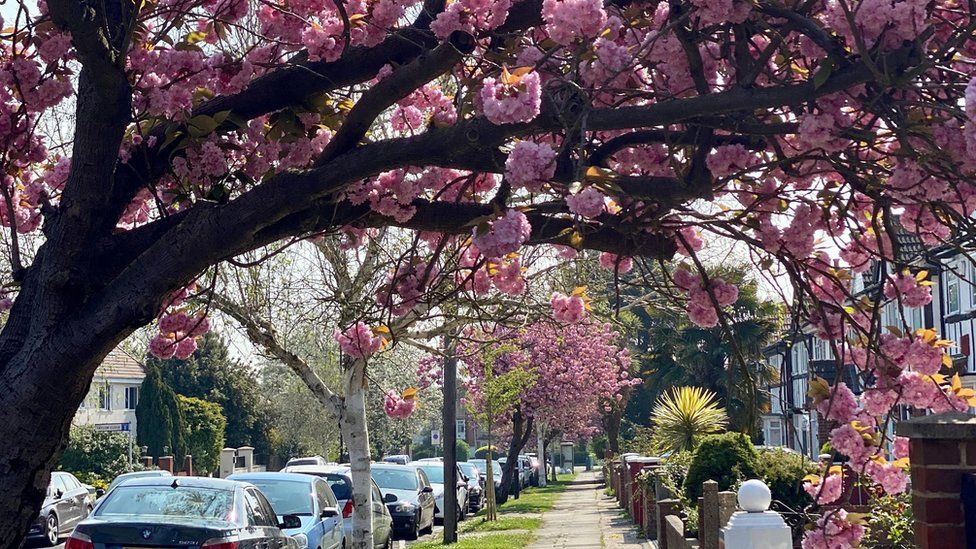 Stunning displays as blossom season begins - BBC Weather