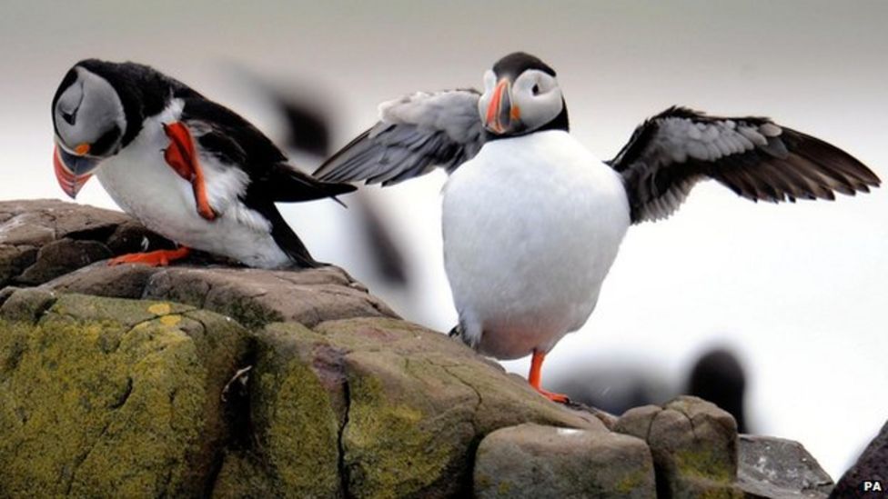 Numbers of breeding puffins on Fair Isle halved - BBC News