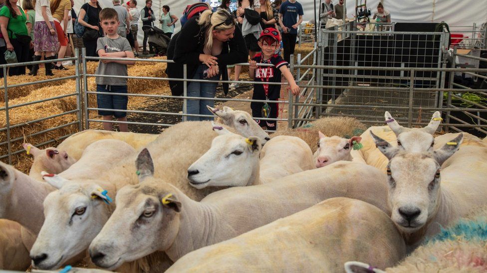 Lluniau: Gŵyl Fwyd Caernarfon 2023 - BBC Cymru Fyw