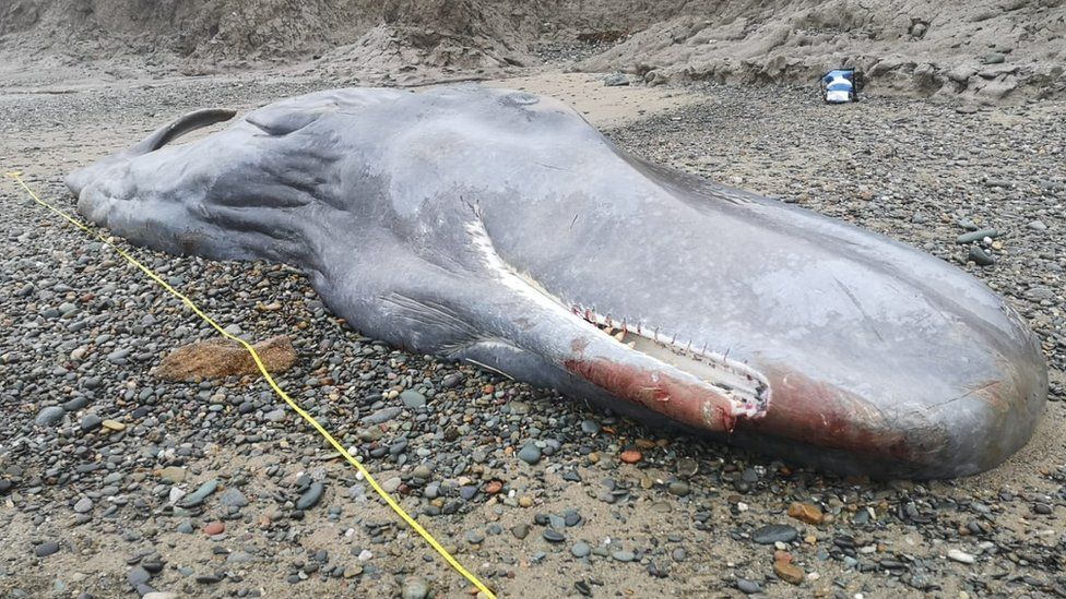 Gwynedd: Dead whale so thin its ribs were sticking out - BBC News