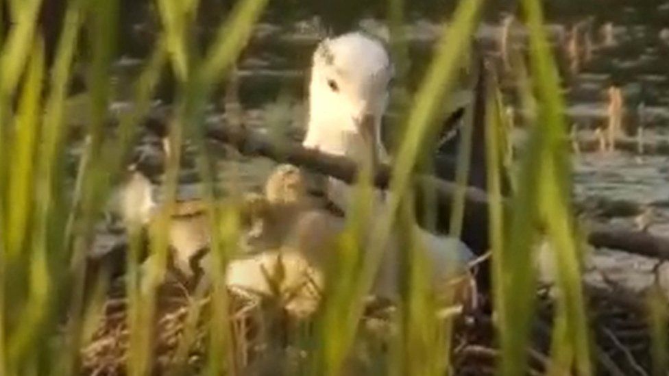 Potteric Carr: Black-winged stilt chicks in northern first - BBC News