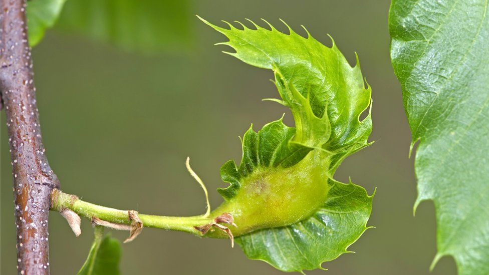 RHS seek volunteers to monitor sweet chestnut trees for pests - BBC ...