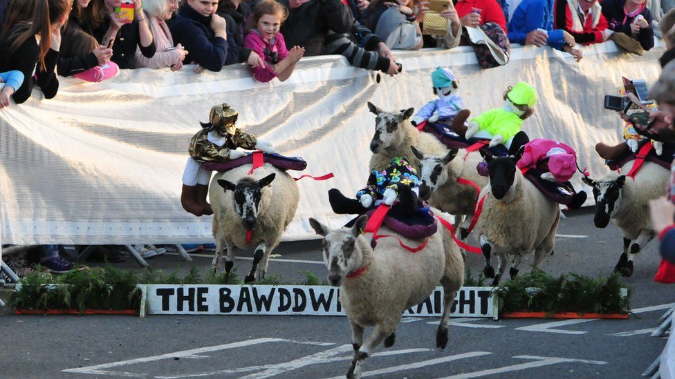 Llandovery sheep race cancelled after 60,000 sign petition - BBC News