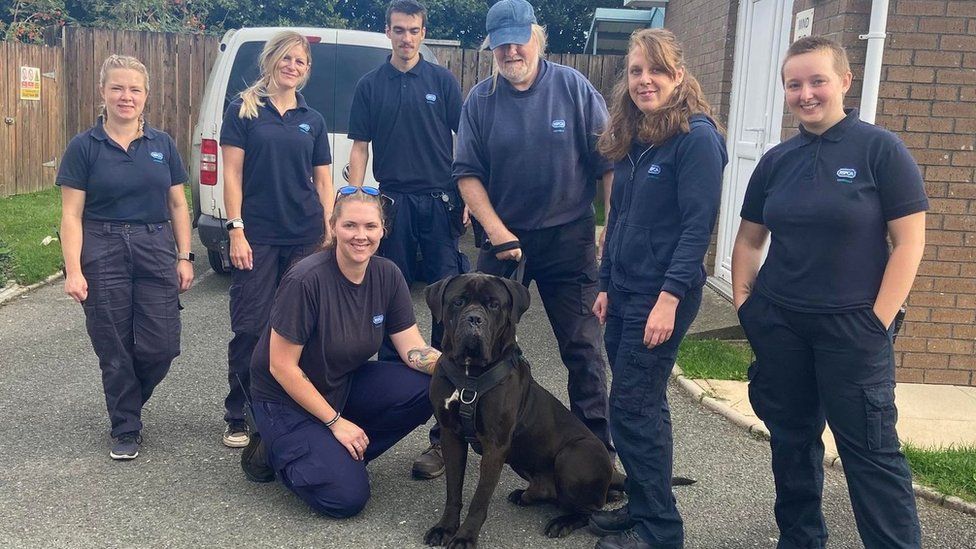 Cornwall 60kg rescue dog Basher found new home - BBC News