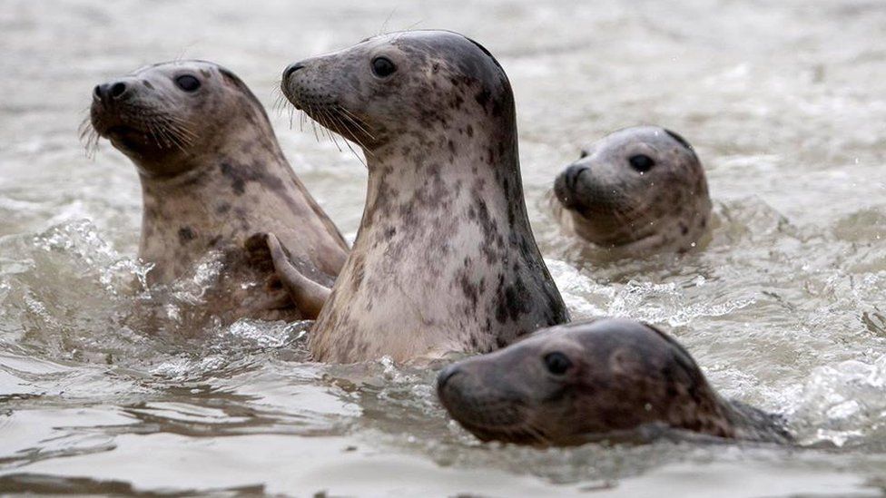 Scottish Sea Life Sanctuary to close at the end of October - BBC News