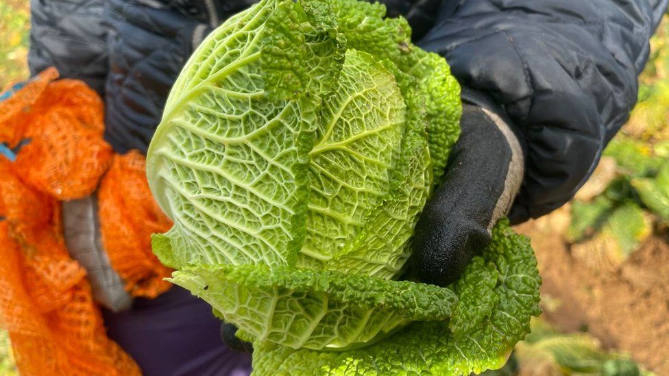 Cornwall farmers urged to open fields to 'gleaners' as demand grows ...