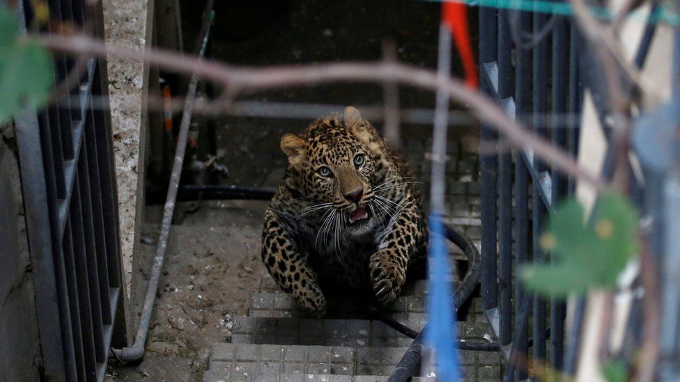 Week in pictures: 28 May - 3 June 2016 - BBC News