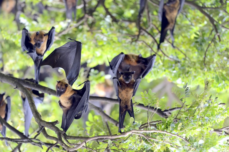 This is what happens when you turn bats upside down - BBC Newsround